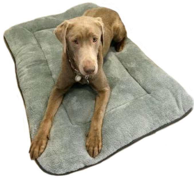 Retreat Mat Grey by Messy Mutts