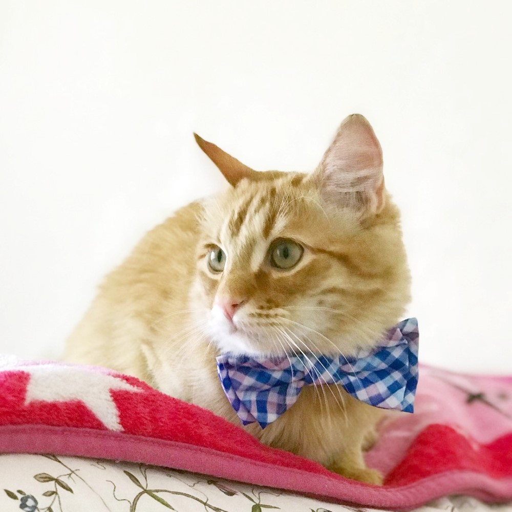 Purple Check Bow Tie