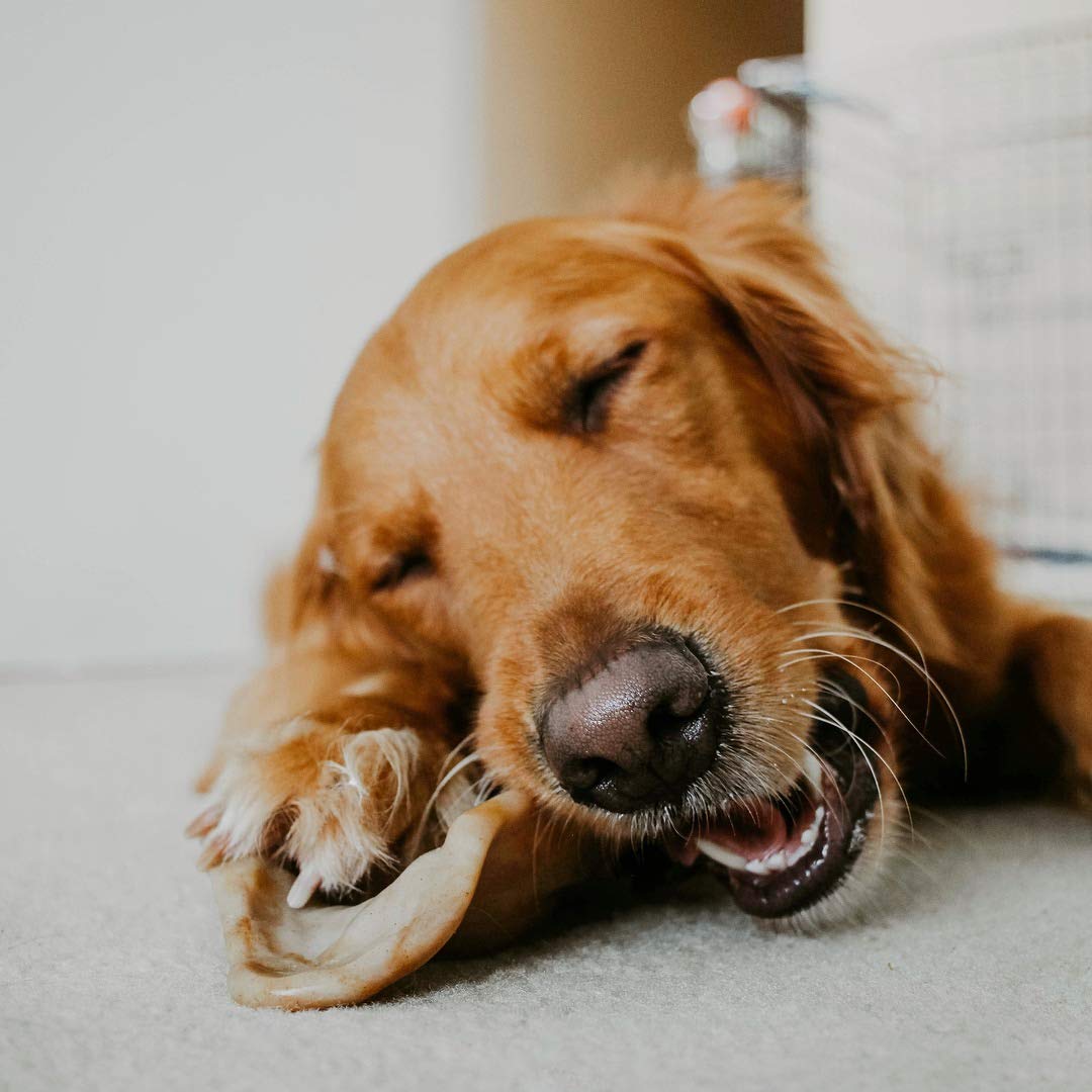 Pet Qwerks Nylon Pig Ear with Real Bacon Dog Chew Toy, Made in USA