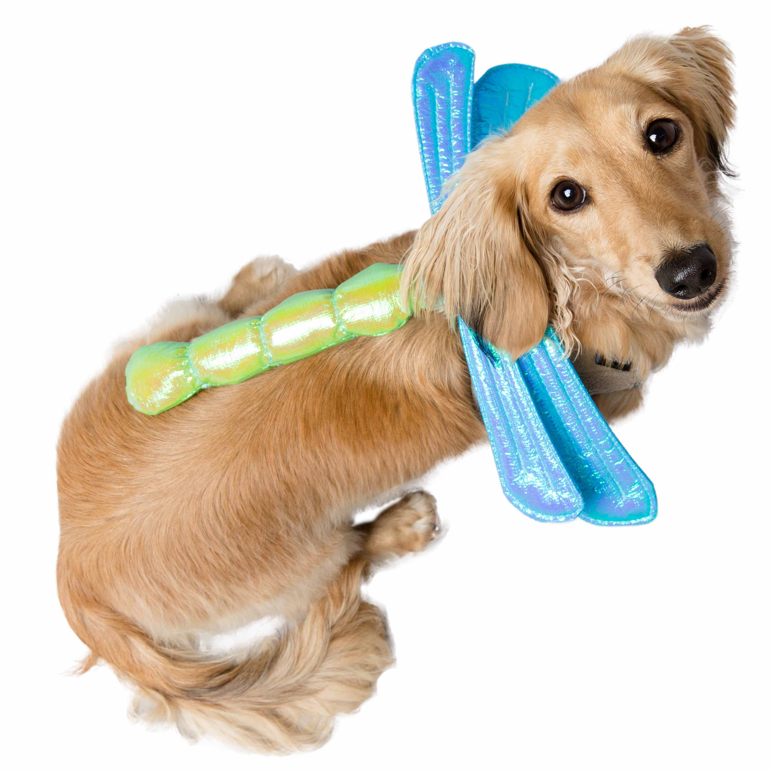 Dragon Fly Collar Attachment Costume