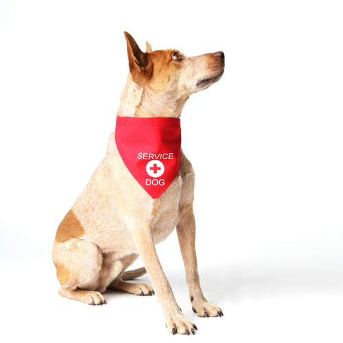 Service Dog Linen Dog Bandana