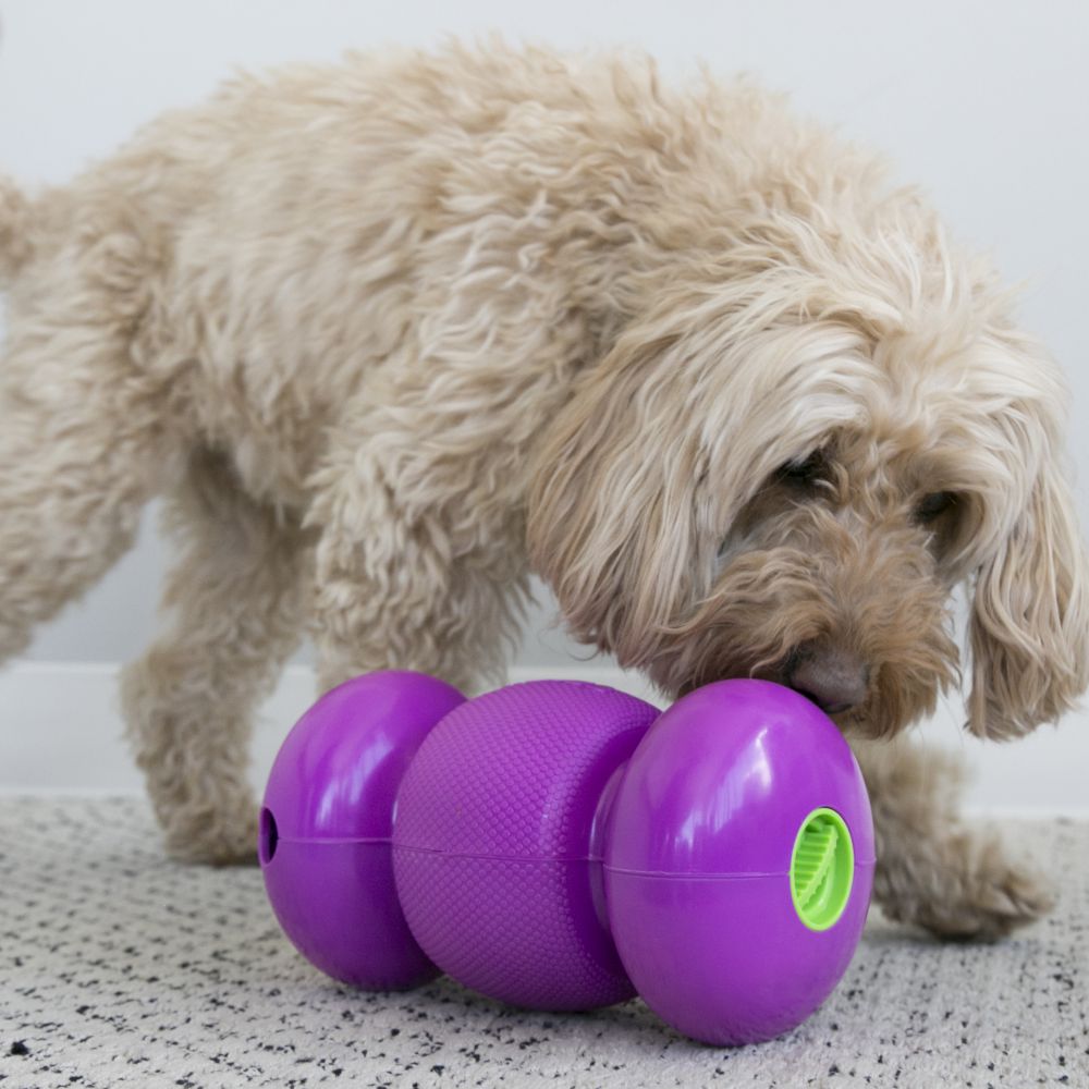 KONG® Replay - Dynamic Action Dog Toy