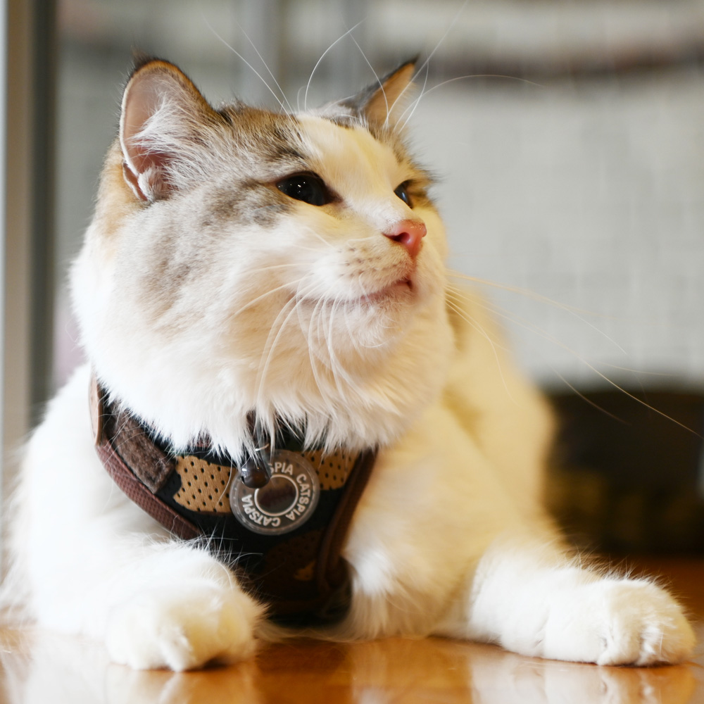 Private Harness A by Catspia®