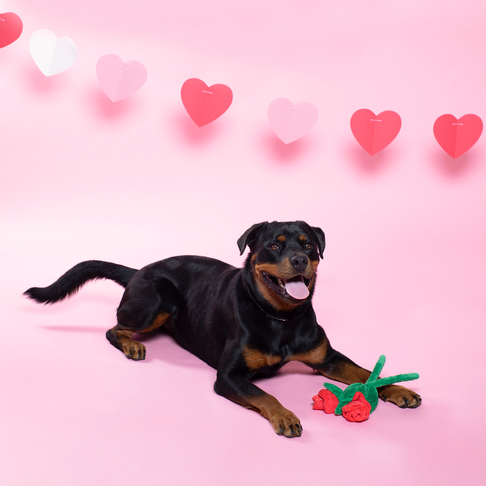 2 Roses Set Plush Dog Toy