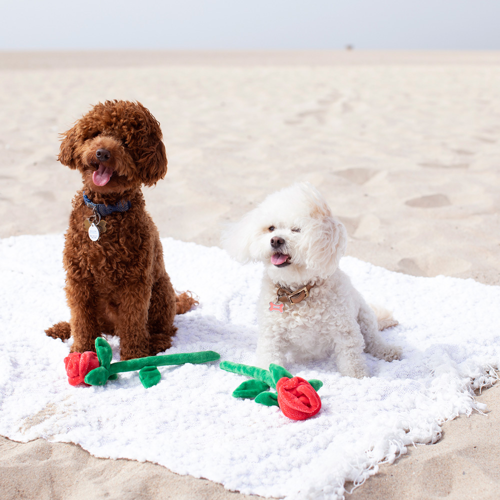2 Roses Set Plush Dog Toy