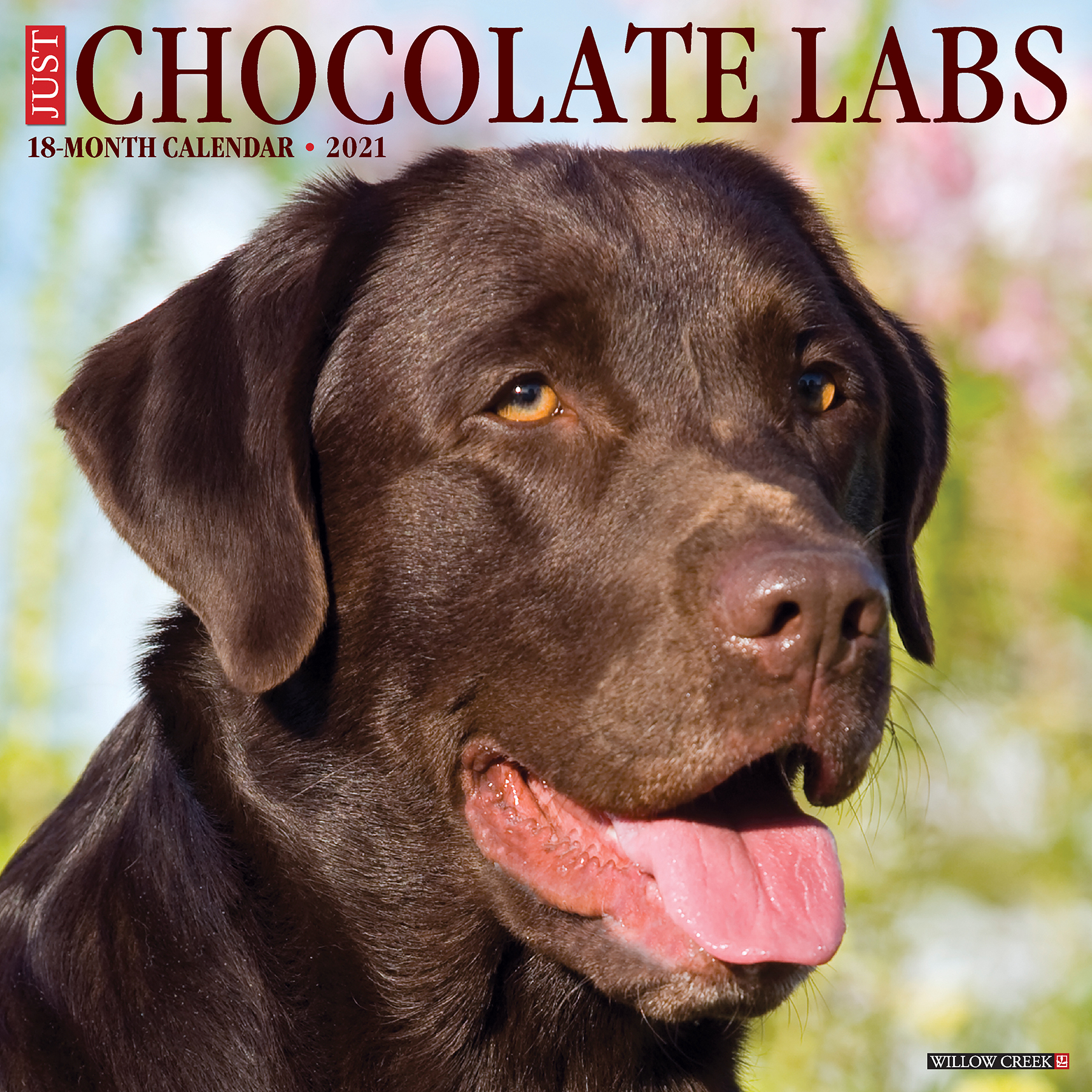 Chocolate Labs 2021 Wall Calendar