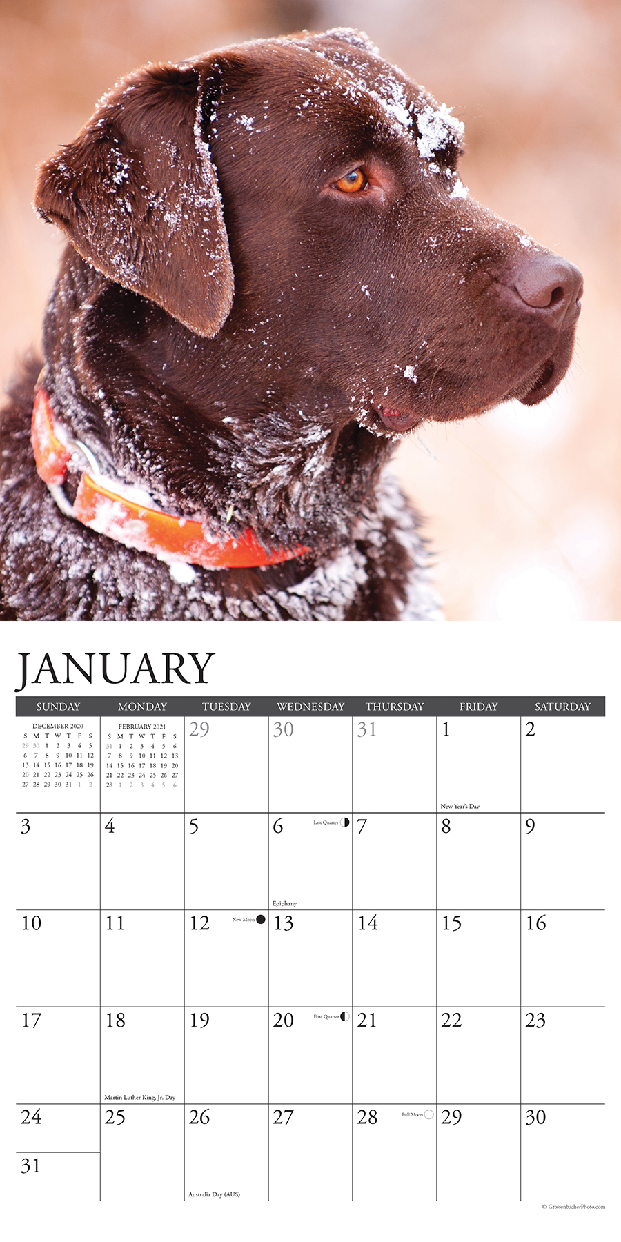 Chocolate Labs 2021 Wall Calendar