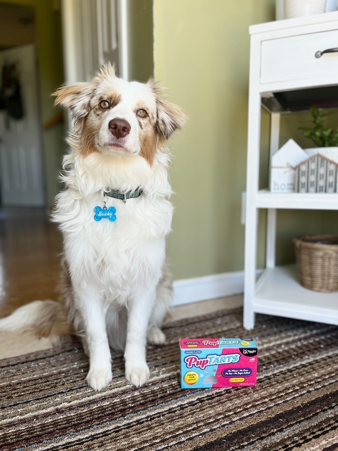 PupTarts - Chicken Flavor Treats by Spunky Pup