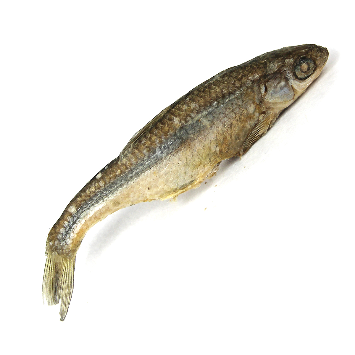 Freeze Dried Whole Minnows - 1 oz