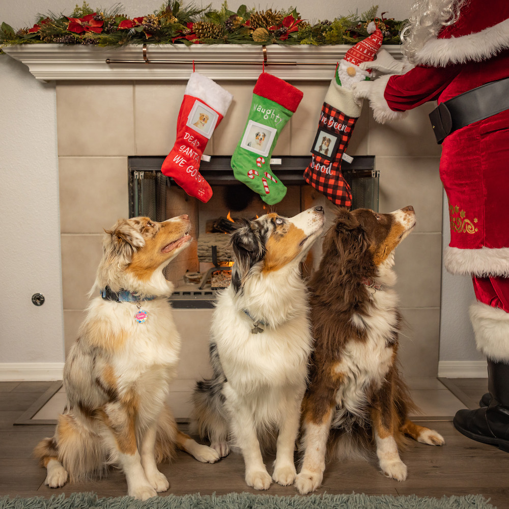 Gnorbert Fairisle Gnome Dog Toy