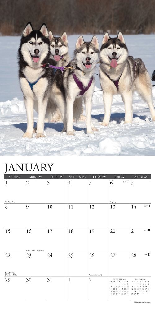 Siberian Huskies 2023 Wall Calendar
