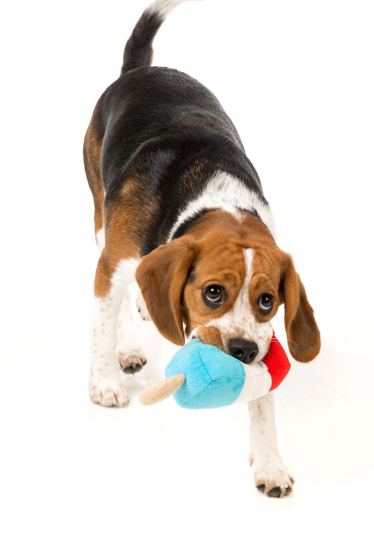 Popsicle Dog Toy by FuzzYard