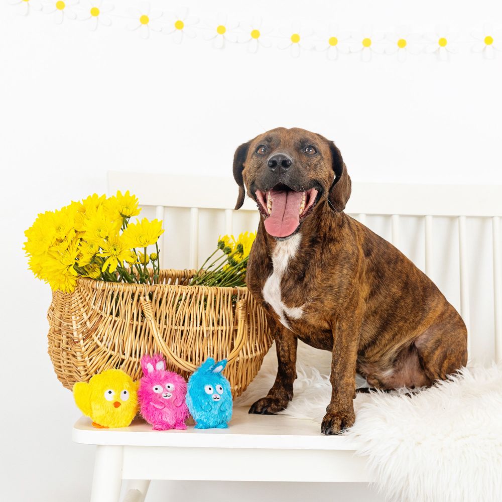 Hop, Skip, and a Jump Small Plush Dog Toys Set Of 3