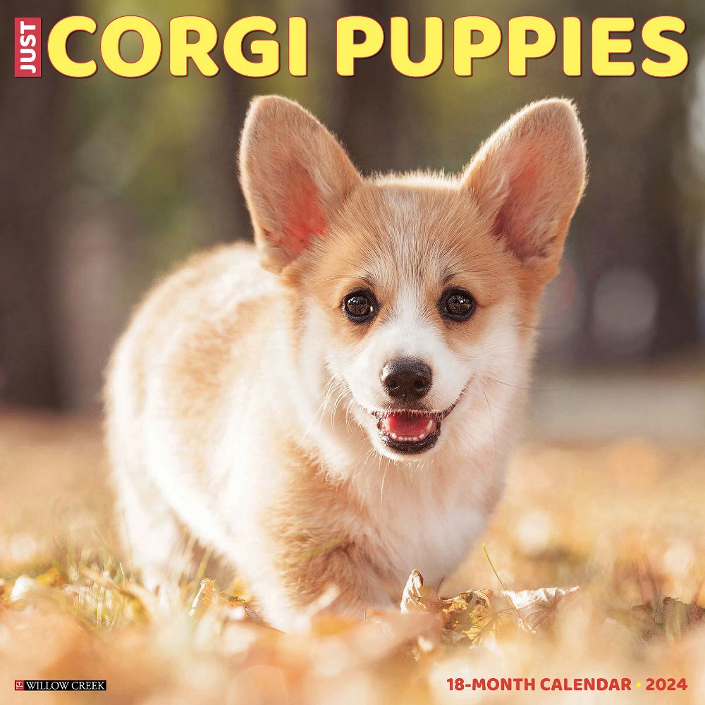 Corgi Puppies 2024 Wall Calendar