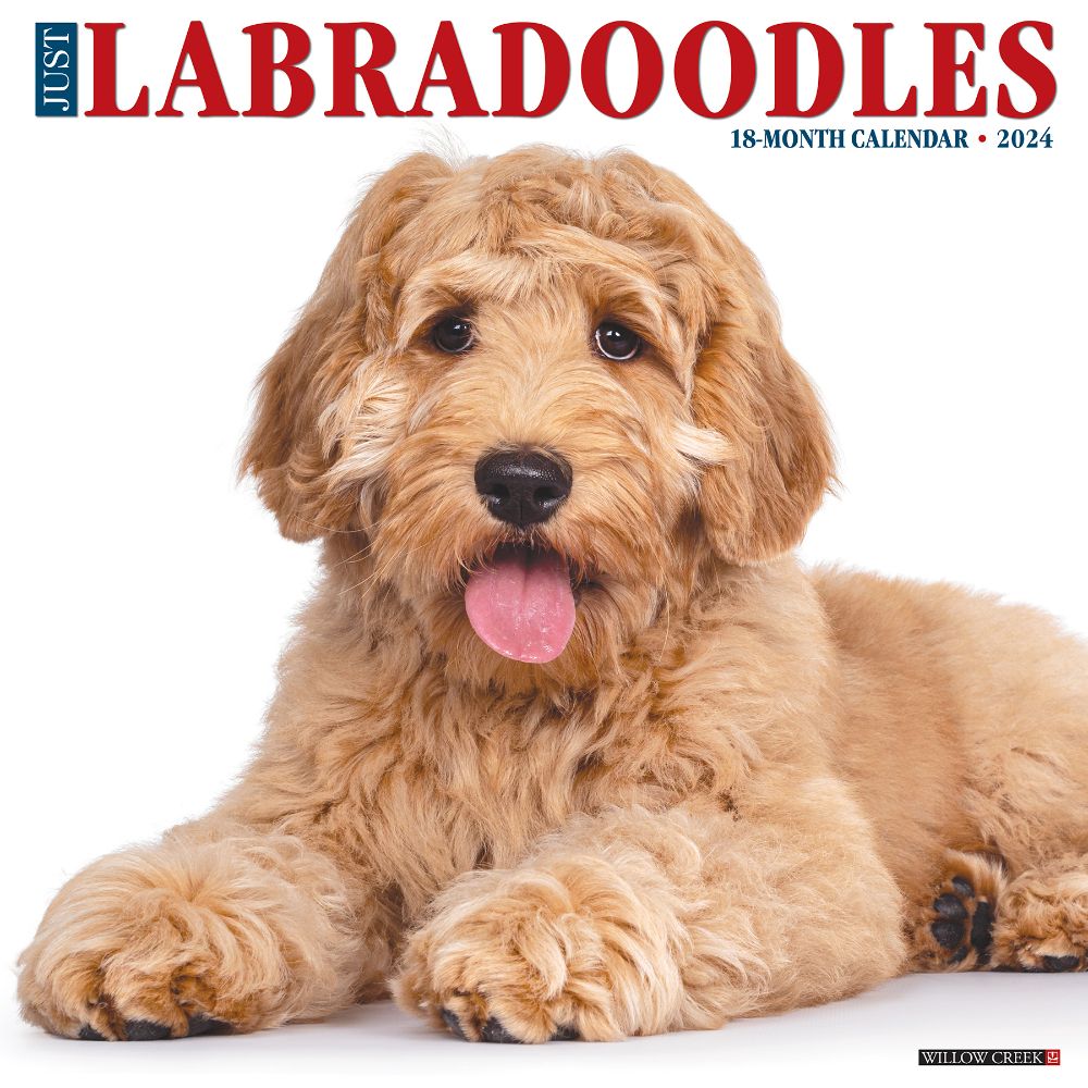 Labradoodles 2024 Wall Calendar