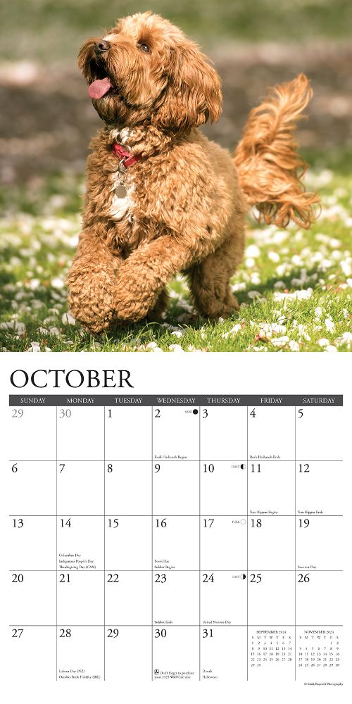Labradoodles 2024 Wall Calendar