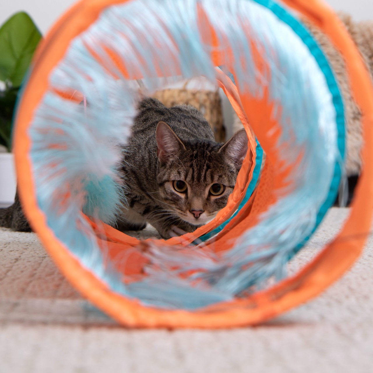 Instincts by SmartyKat Teaser Tunnel Spring-ended Activity Tunnel Cat ...