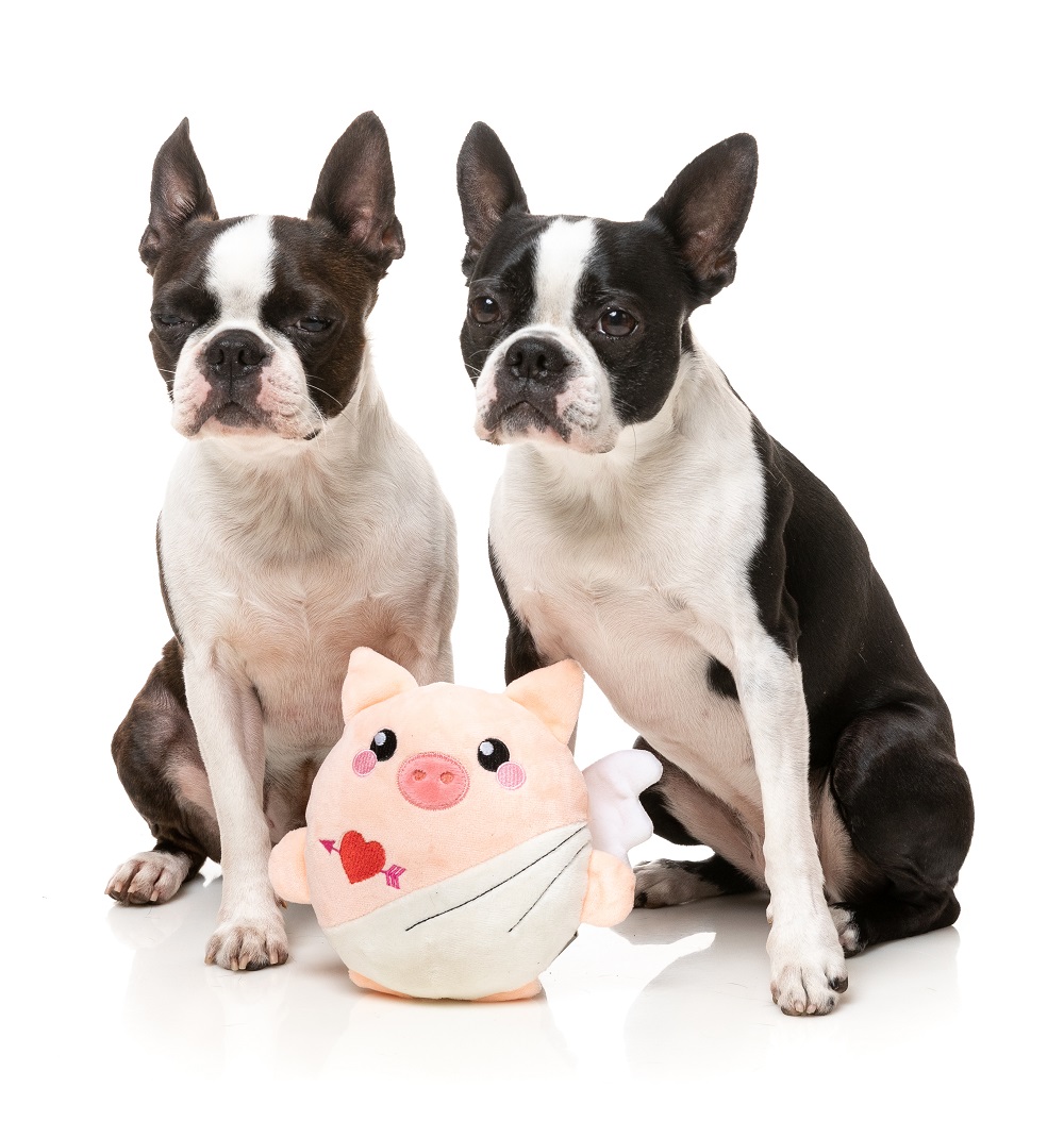 FuzzYard Dog Toy - CU-Pig