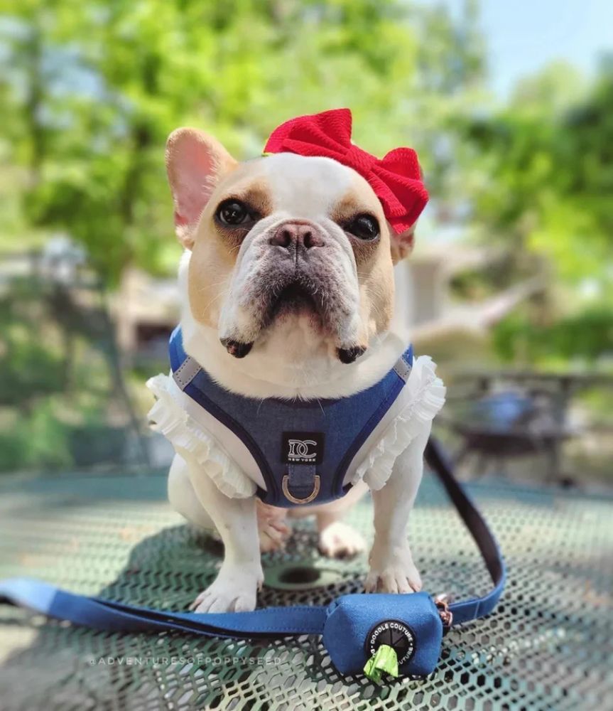 Urban Traffic Adjustable Leash in Modern Camo