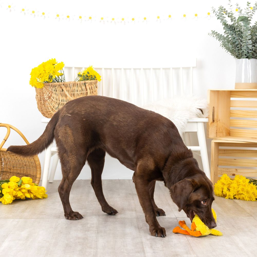 Spring Chicken Plush Dog Toy