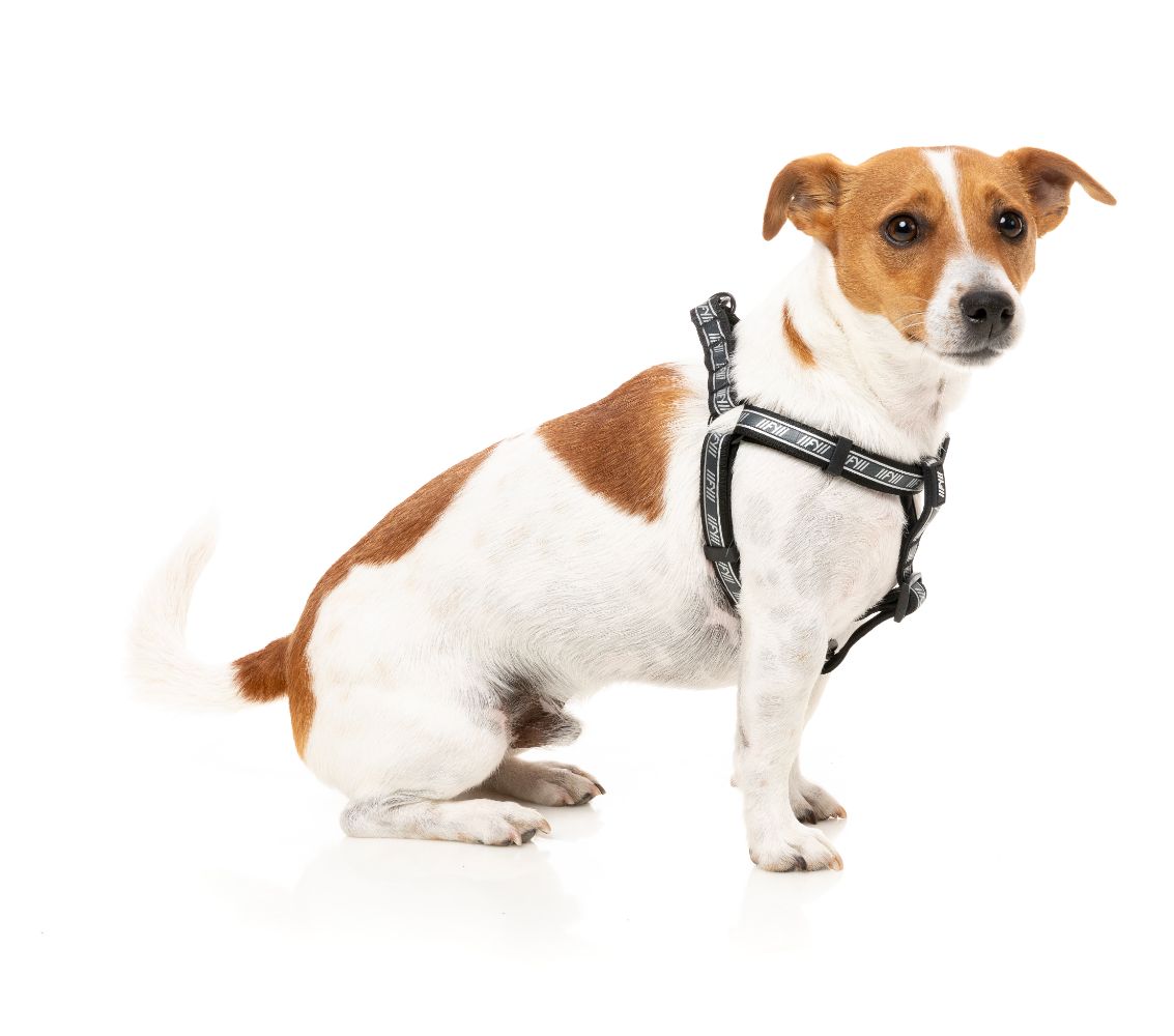 FY Active Strap Harness - Black