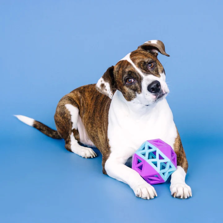 PetShop by Fringe This is How I Roll Purple/Blue Rubber Dog Toy