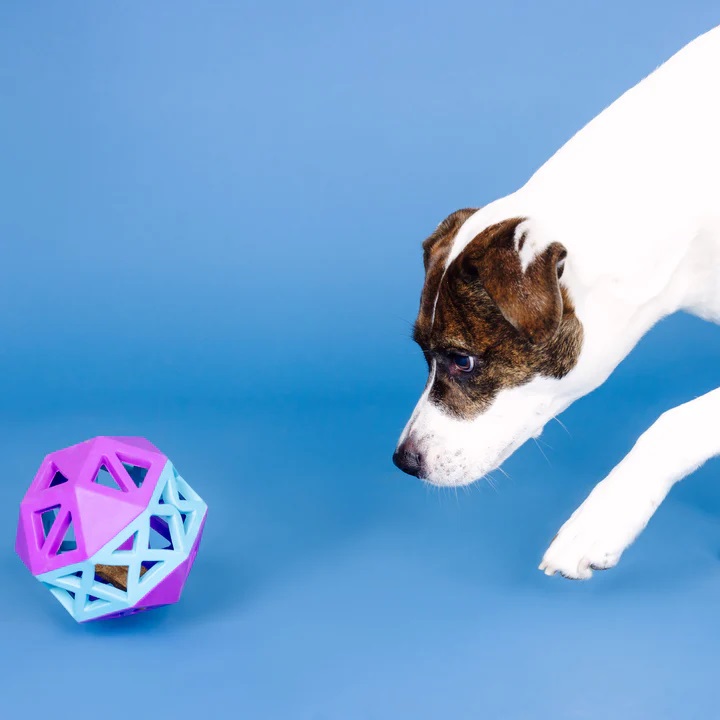 PetShop by Fringe This is How I Roll Purple/Blue Rubber Dog Toy
