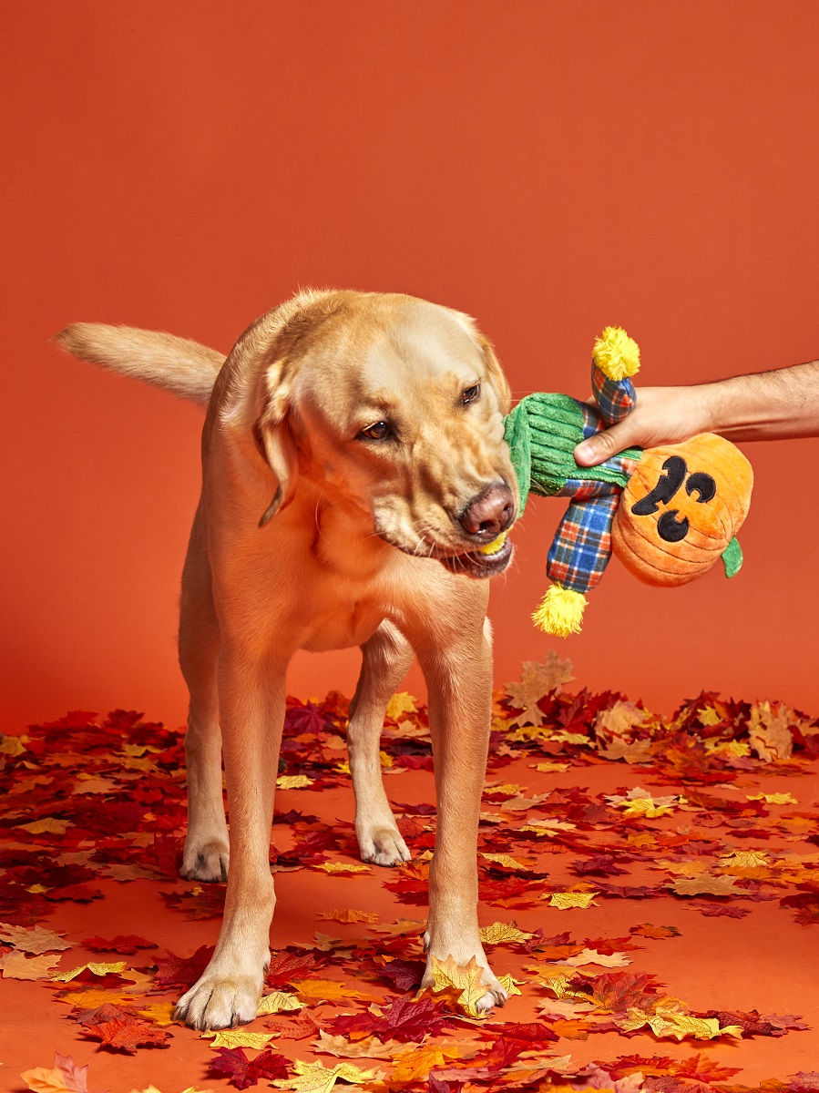 BARK Ol' Pumpkin Patches Plush Dog Toy Small