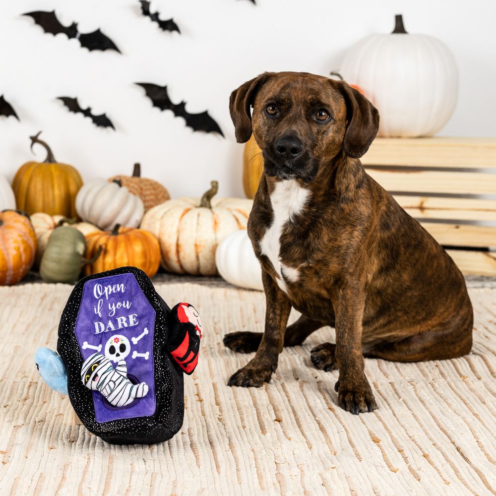 Sleep Tight Hide & Seek Dog Toy