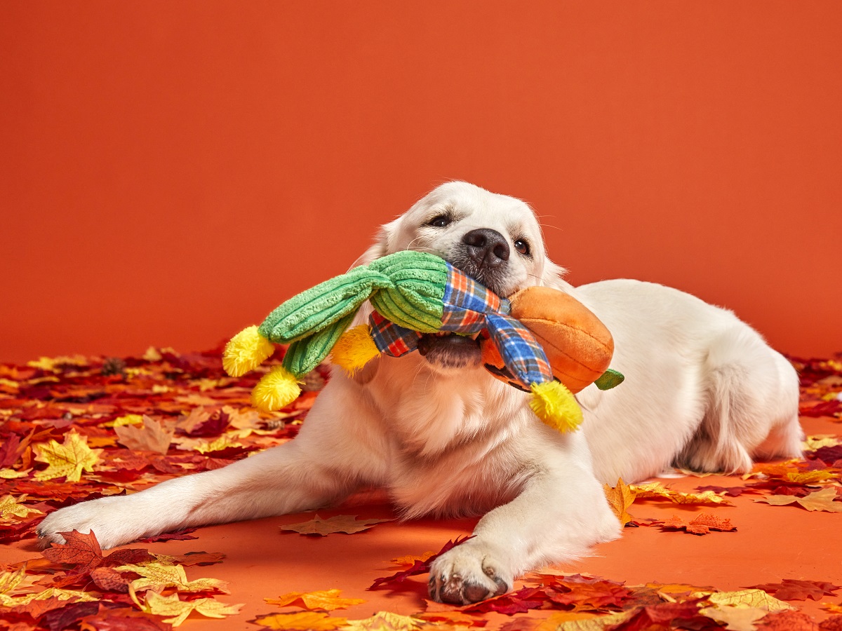 BARK Ol' Pumpkin Patches Plush Dog Toy Small
