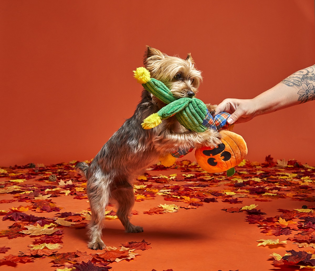 BARK Ol' Pumpkin Patches Plush Dog Toy Small
