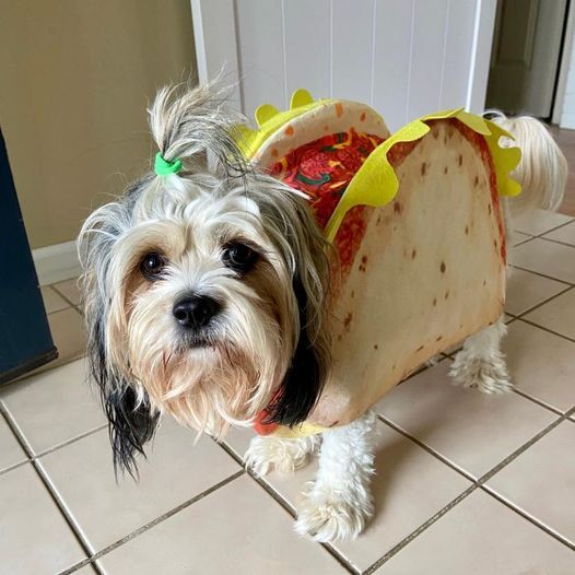 Spec-Taco-Ler - Taco Dog Costume - COPY
