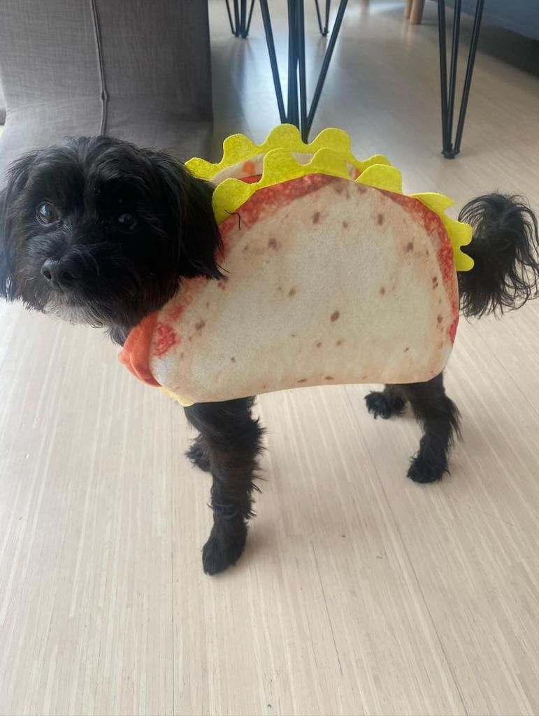 Spec-Taco-Ler - Taco Dog Costume - COPY