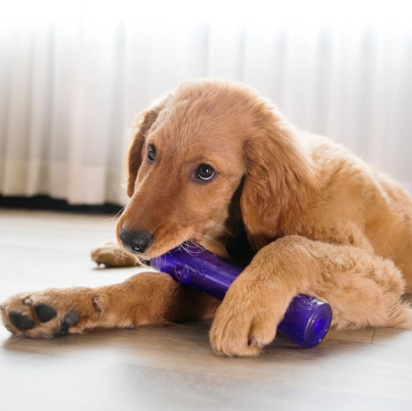 KONG® Squeezz® Crackle Stick Dog Fetch Toy Assorted Large