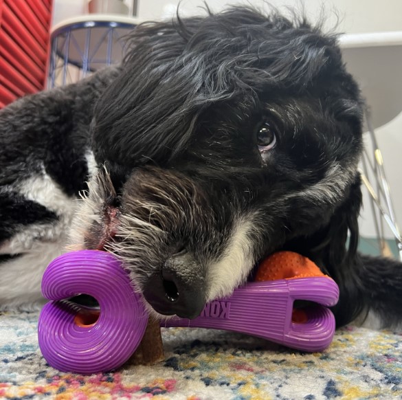 KONG® Rerun Whoosh Bone Dog Fetch Toy Assorted Small/Medium