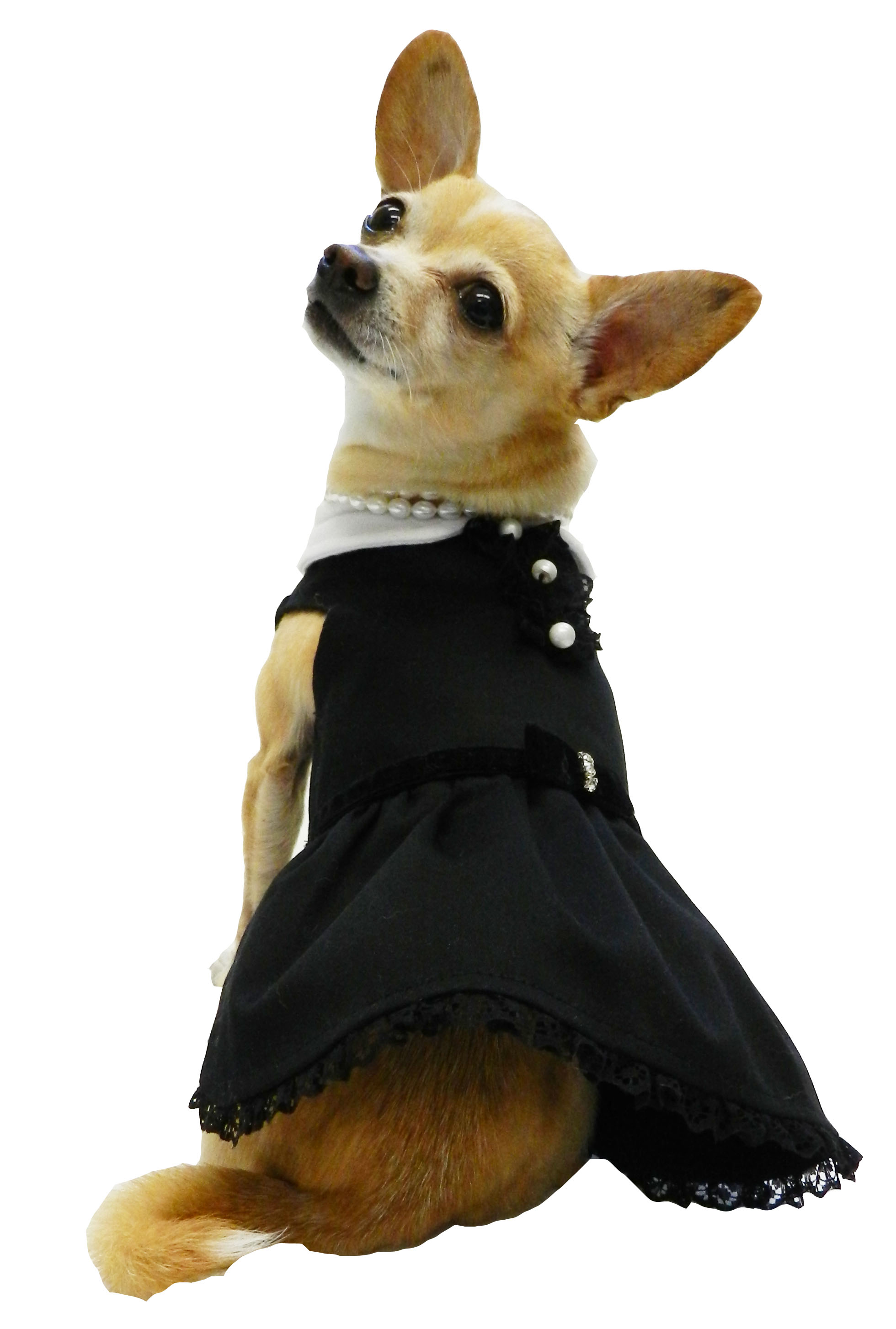 Little Black Dress by Ruff Ruff Couture®