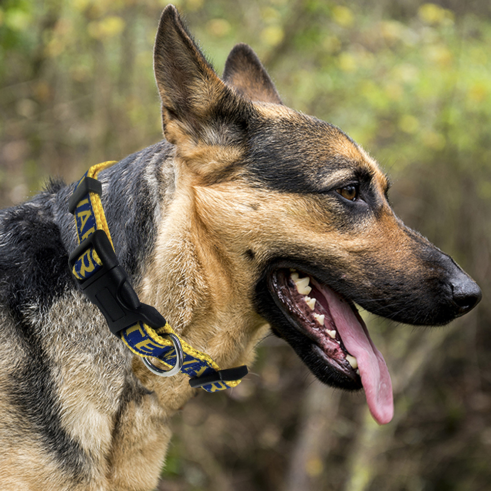 Golden State Warriors Dog Collar